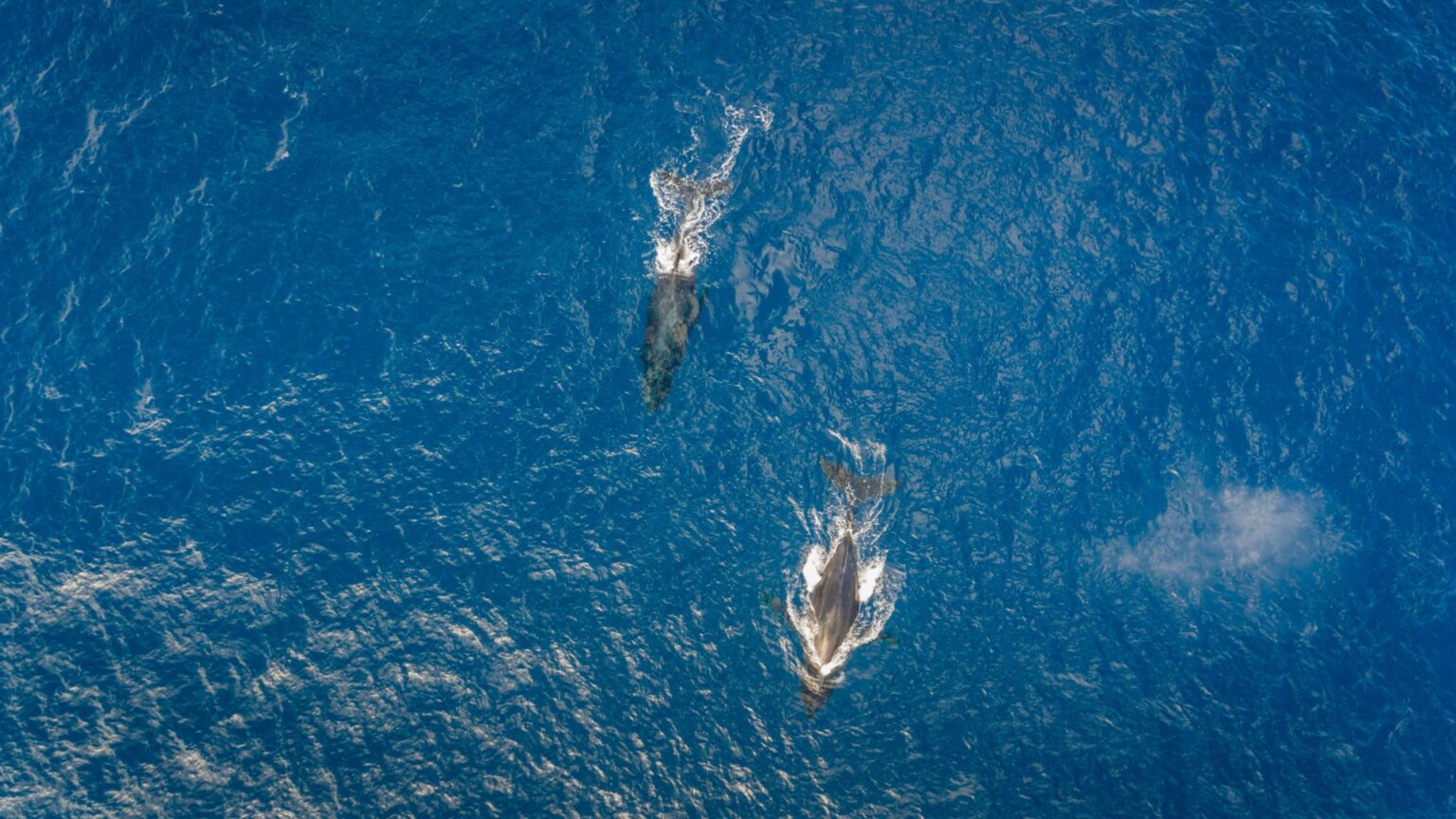 Whale Watching in Oahu and Maui: Everything to Know - Midway Vacations
